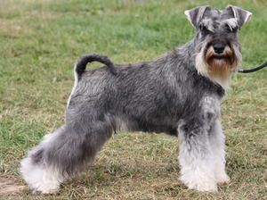 Miniature Schnauzer – Schnauzer Club of Victoria Inc
