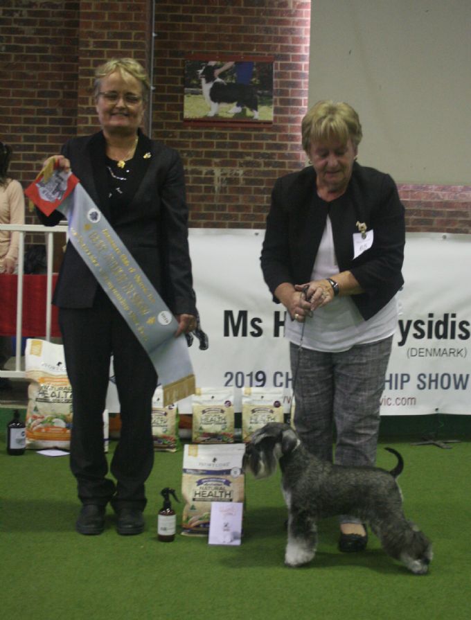 17th September Championship Show 2019 – Schnauzer Club of Victoria Inc