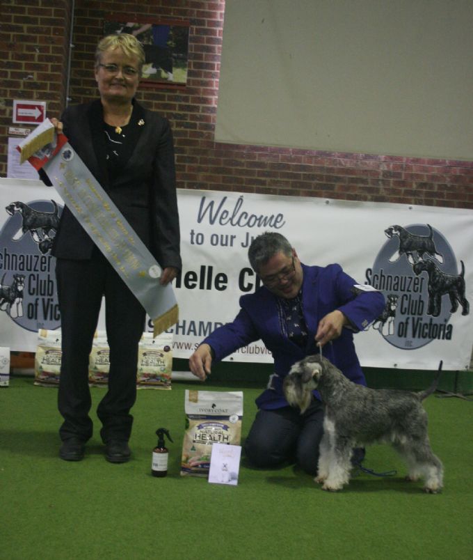 17th September Championship Show 2019 – Schnauzer Club of Victoria Inc