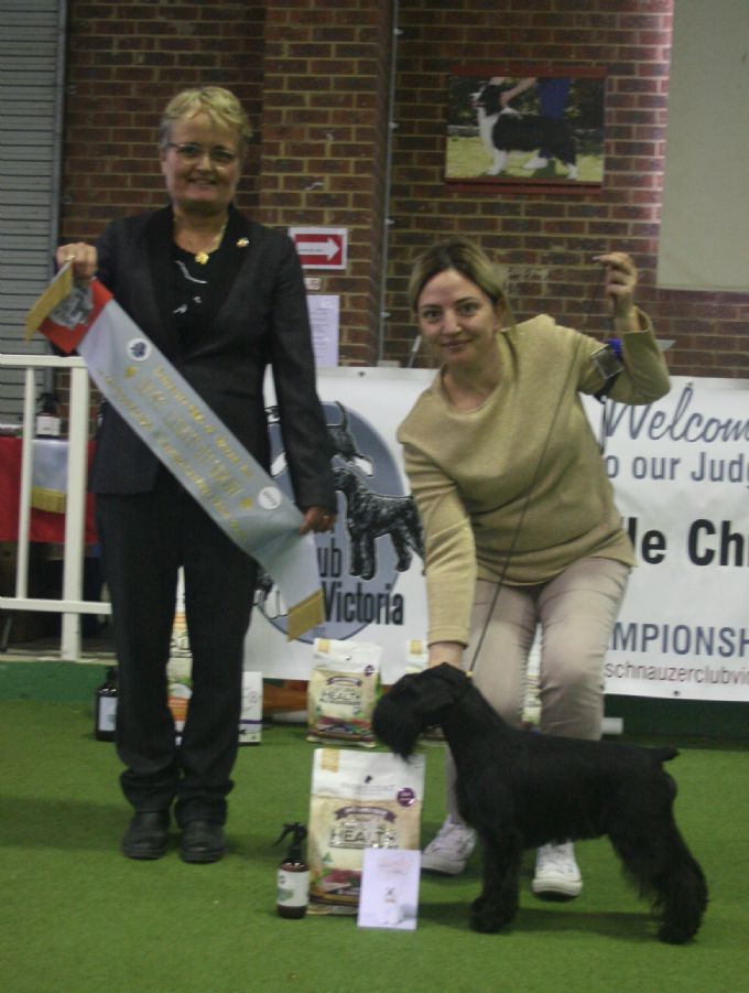 17th September Championship Show 2019 – Schnauzer Club of Victoria Inc
