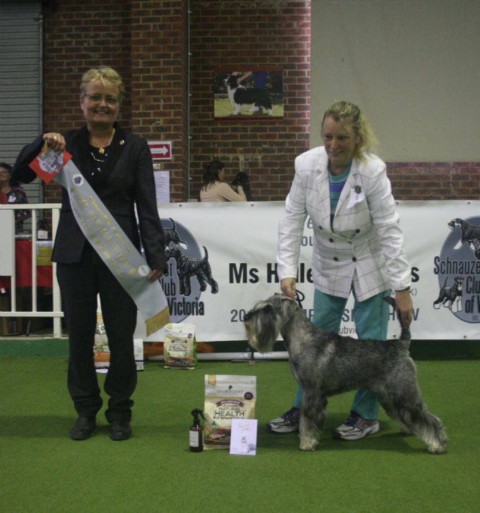 17th September Championship Show 2019 – Schnauzer Club of Victoria Inc