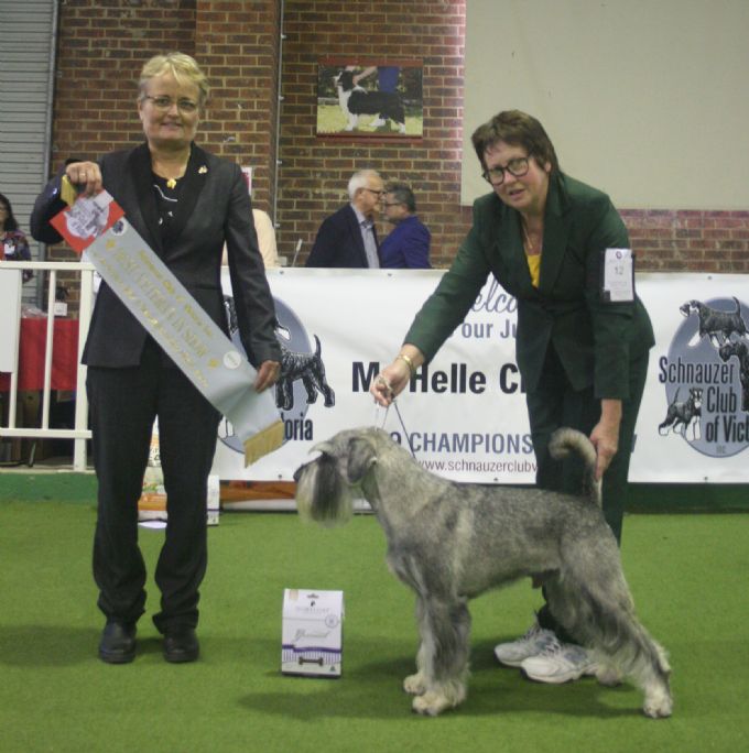 17th September Championship Show 2019 – Schnauzer Club of Victoria Inc