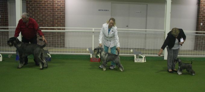 17th September Championship Show 2019 – Schnauzer Club of Victoria Inc