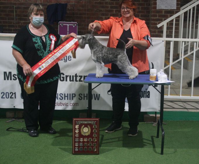 55th Annual Championship Show – March 2021 – Schnauzer Club of Victoria Inc