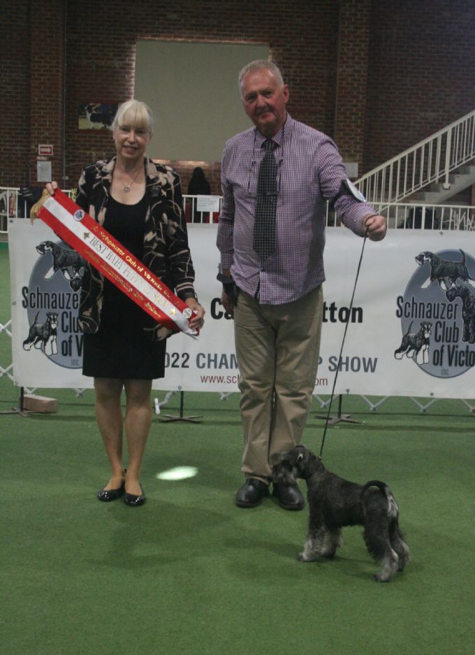 56th Annual Championship Show – March 2022 – Schnauzer Club of Victoria Inc